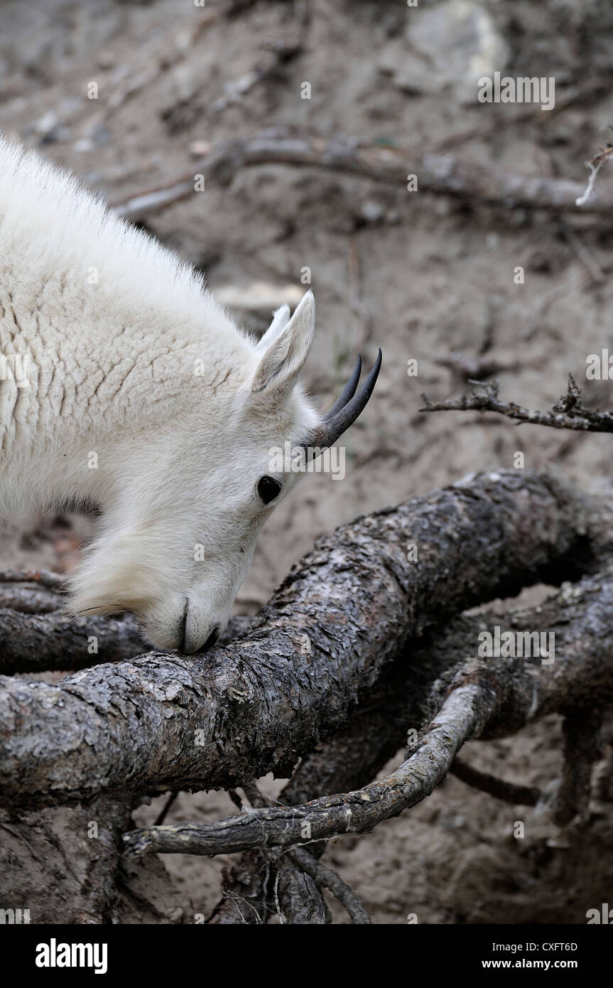 Goat licking head hi-res stock photography and images - Alamy