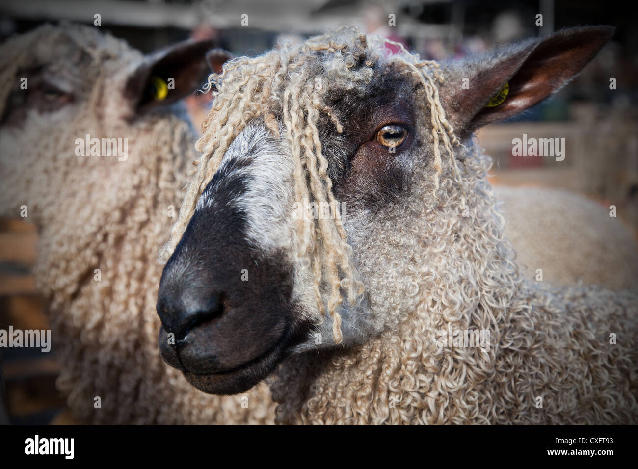 Teeswater Sheep Breeds, groomed show animals, slick sheared pure-breds ...