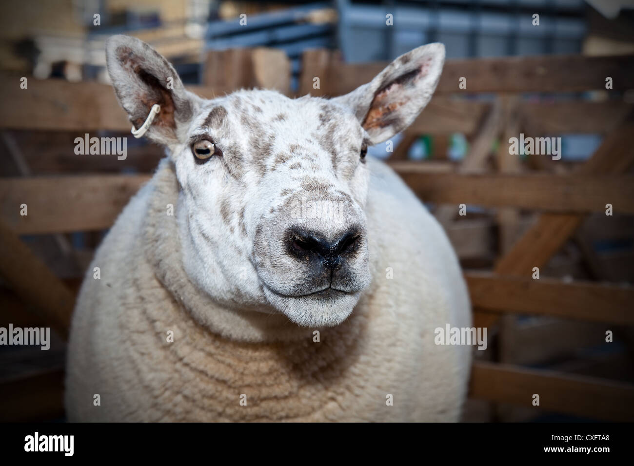 Texel Ram Sheep Breeds, groomed show animals, slick sheared pure-breds ...