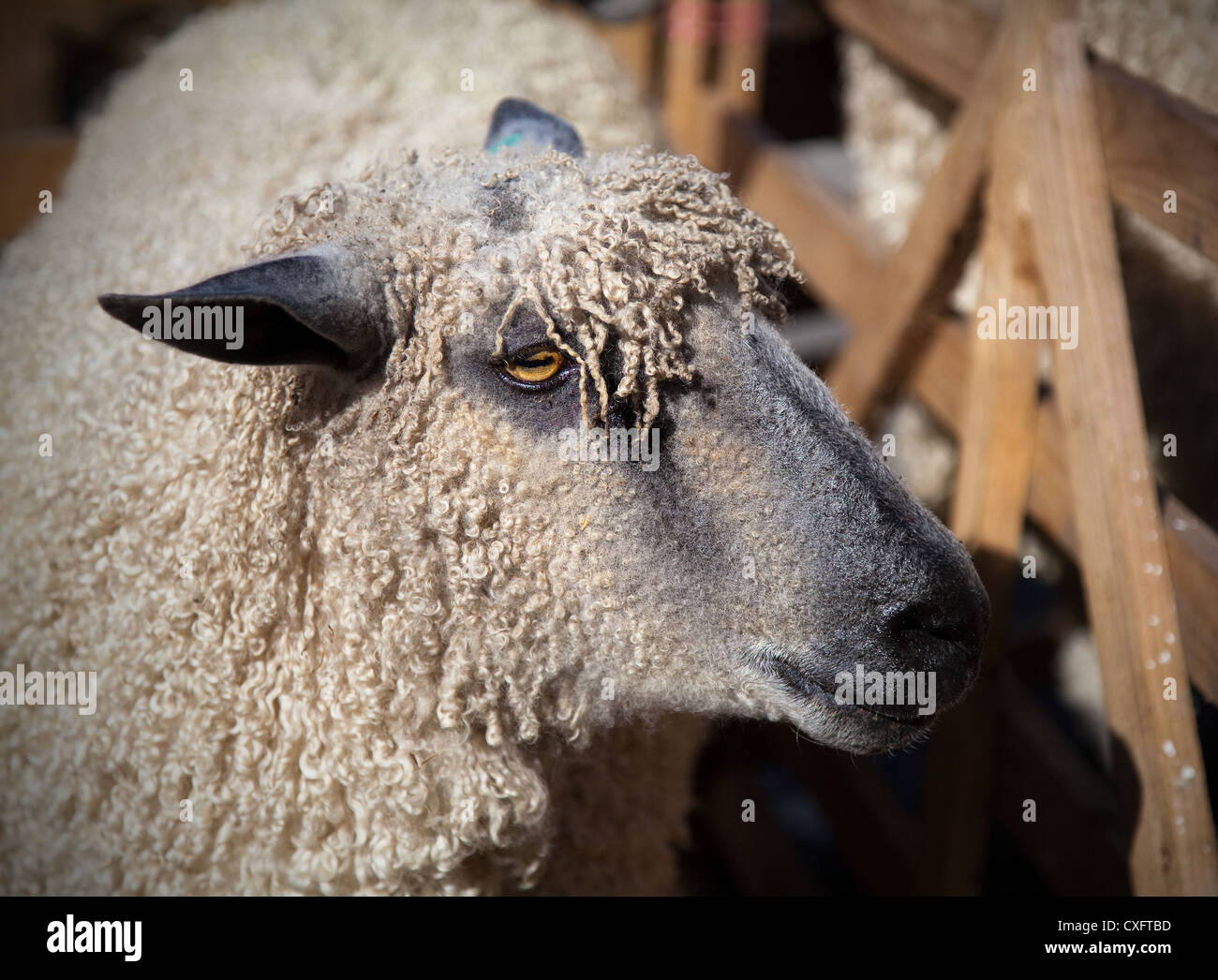 Sheep Breeds, groomed show animals, slick sheared pure-breds, livestock ...