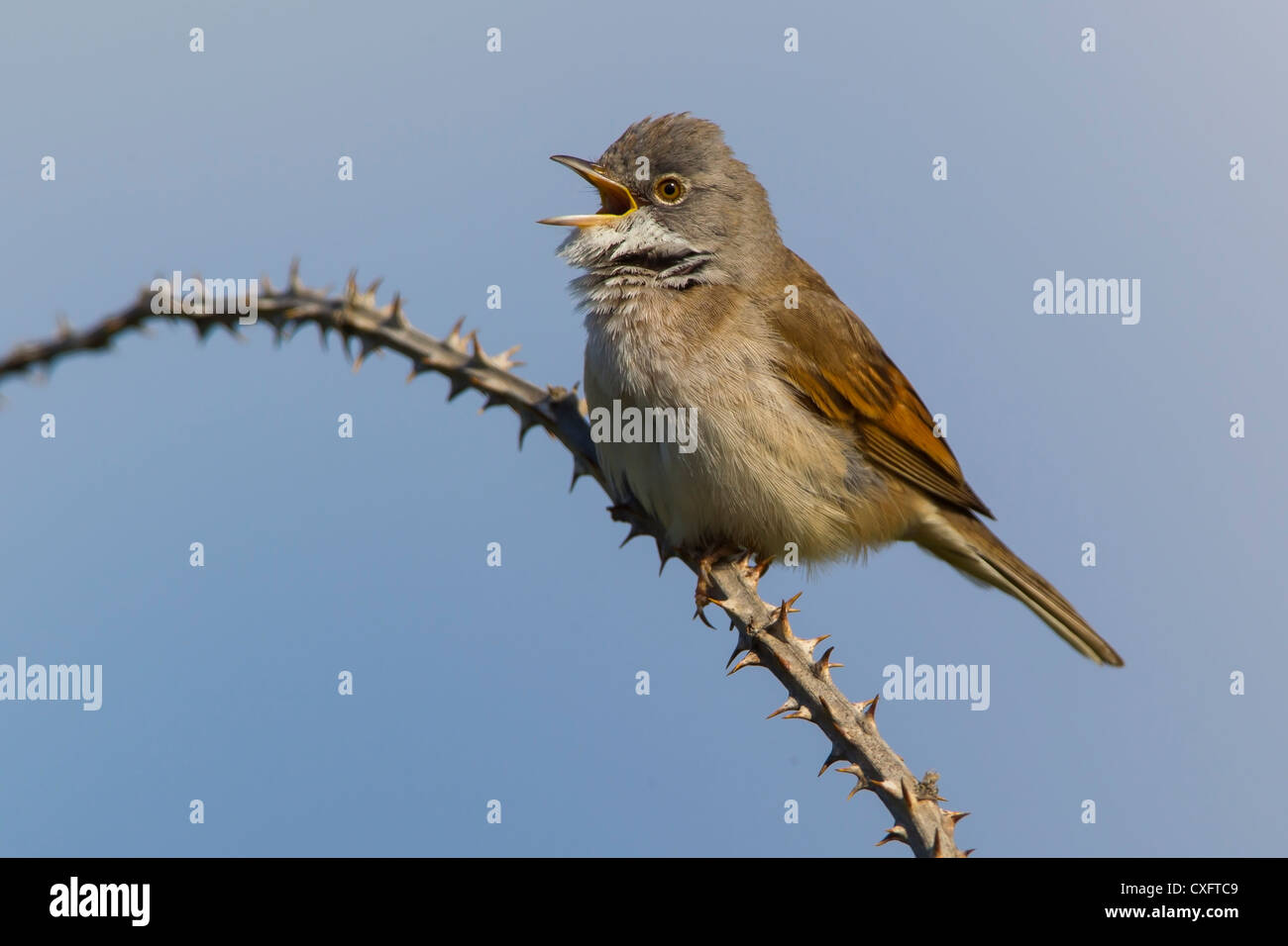 Bramble bird hi-res stock photography and images - Alamy