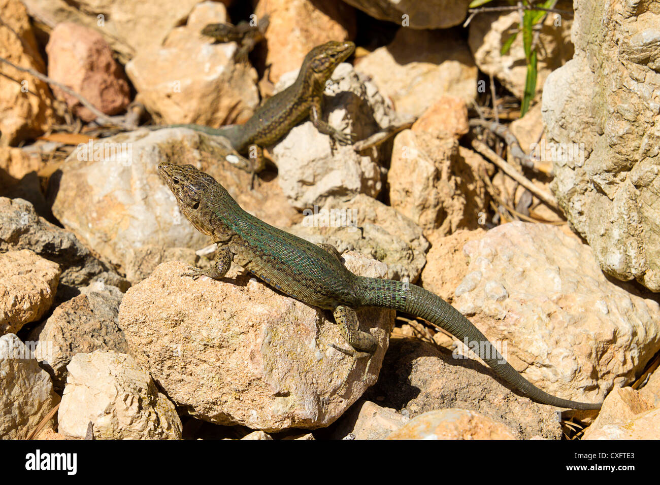 Lilford's wall lizard Stock Photo - Alamy