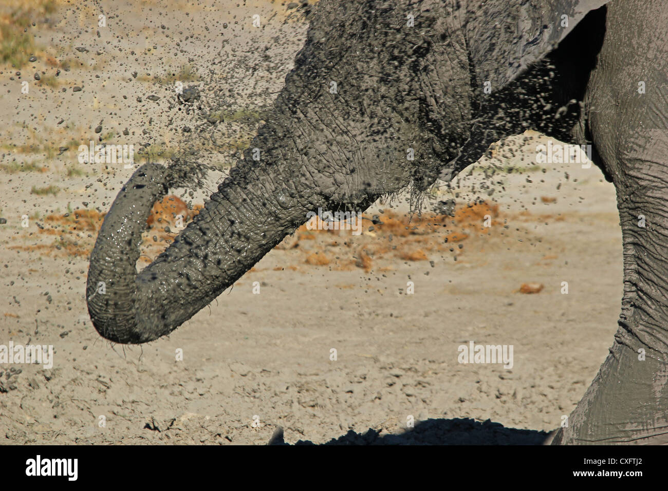 Elephant Botsuana Moremi Stock Photo - Alamy