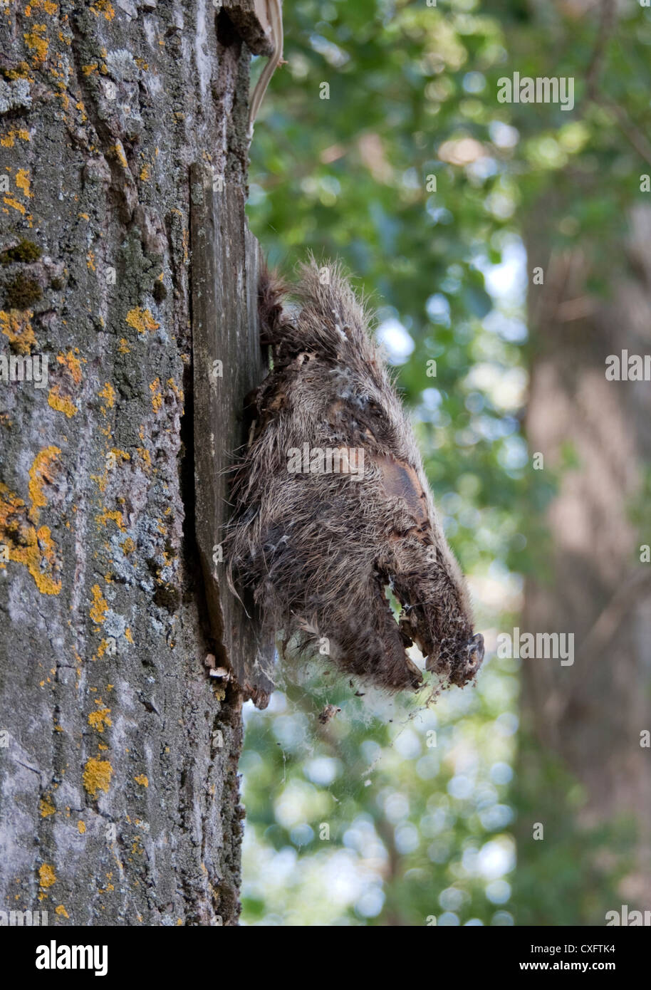 Wild boar's head Stock Photo - Alamy