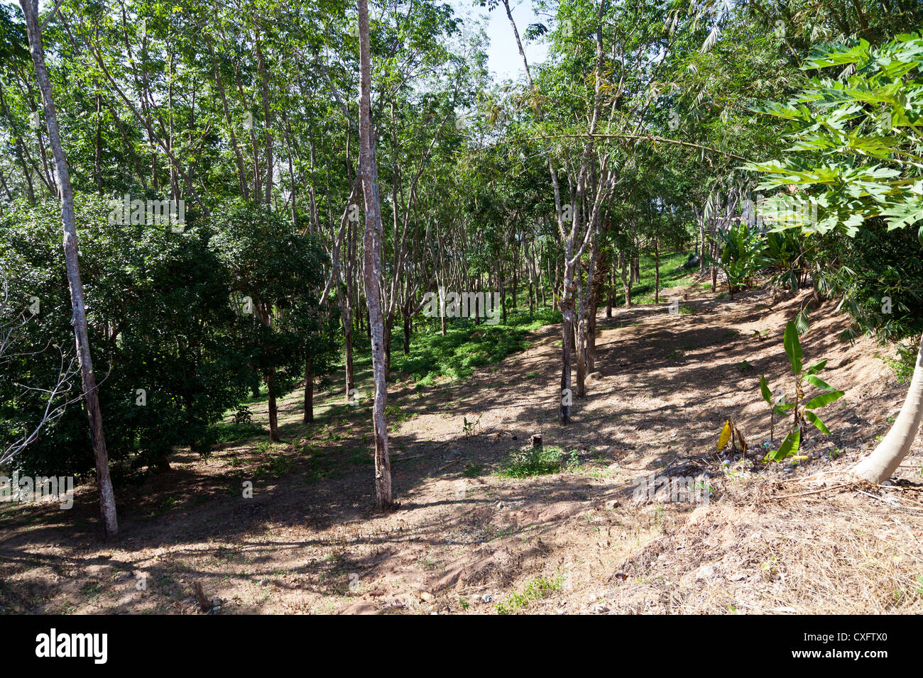Phuket forest hi-res stock photography and images - Alamy