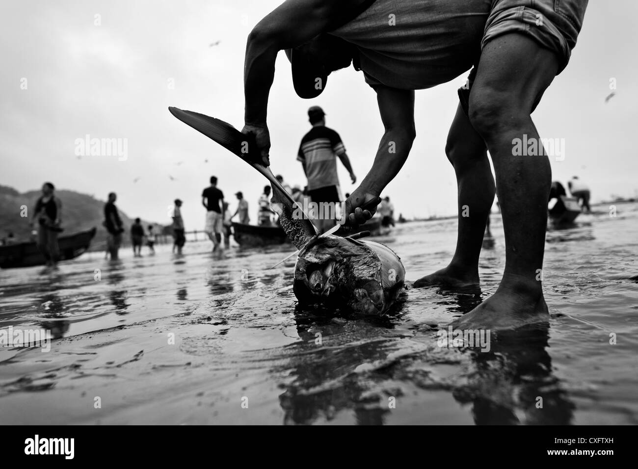 A dead thresher shark is being finned by a fisherman on the beach of ...