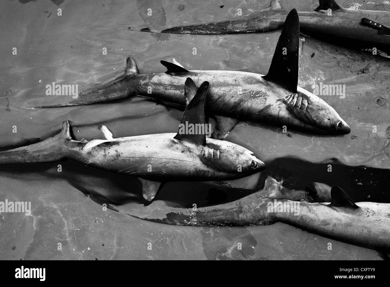 Dead thresher sharks lie in the pool of blood on the beach of Puerto ...
