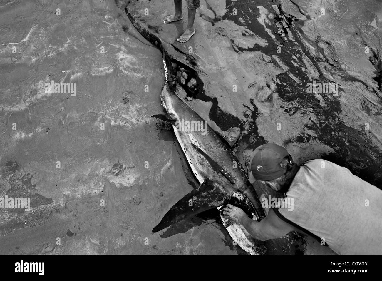 Thresher shark market hi-res stock photography and images - Alamy
