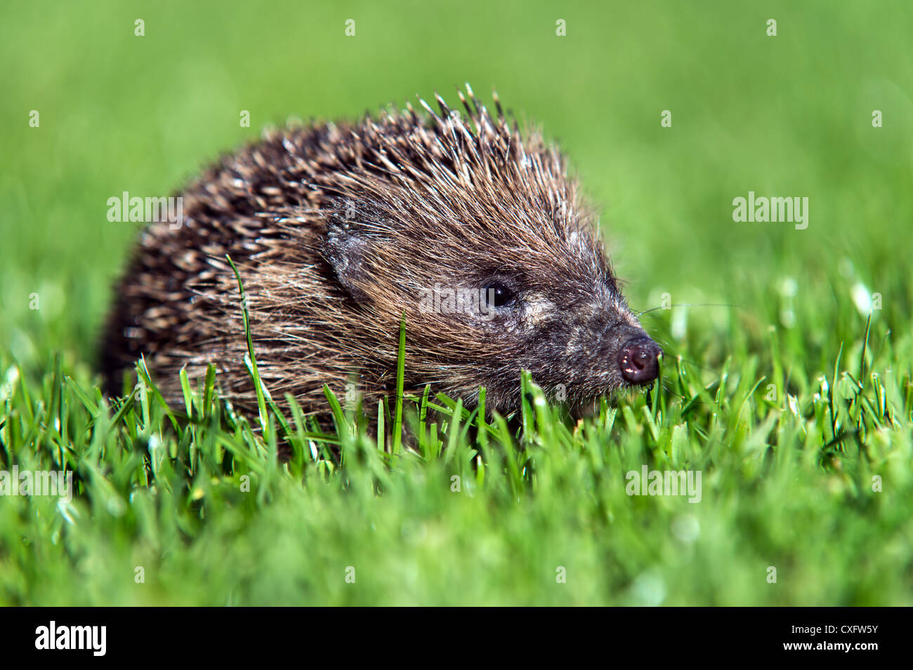Hedgehog close up in vibrant green grass Stock Photo - Alamy