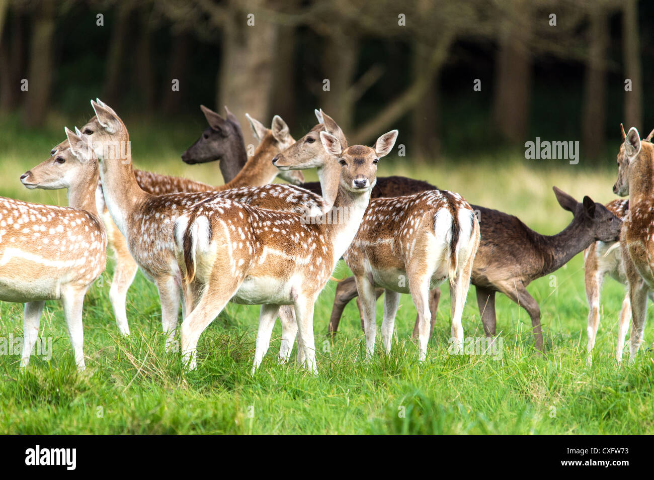 Fallow deer herd Stock Photo - Alamy
