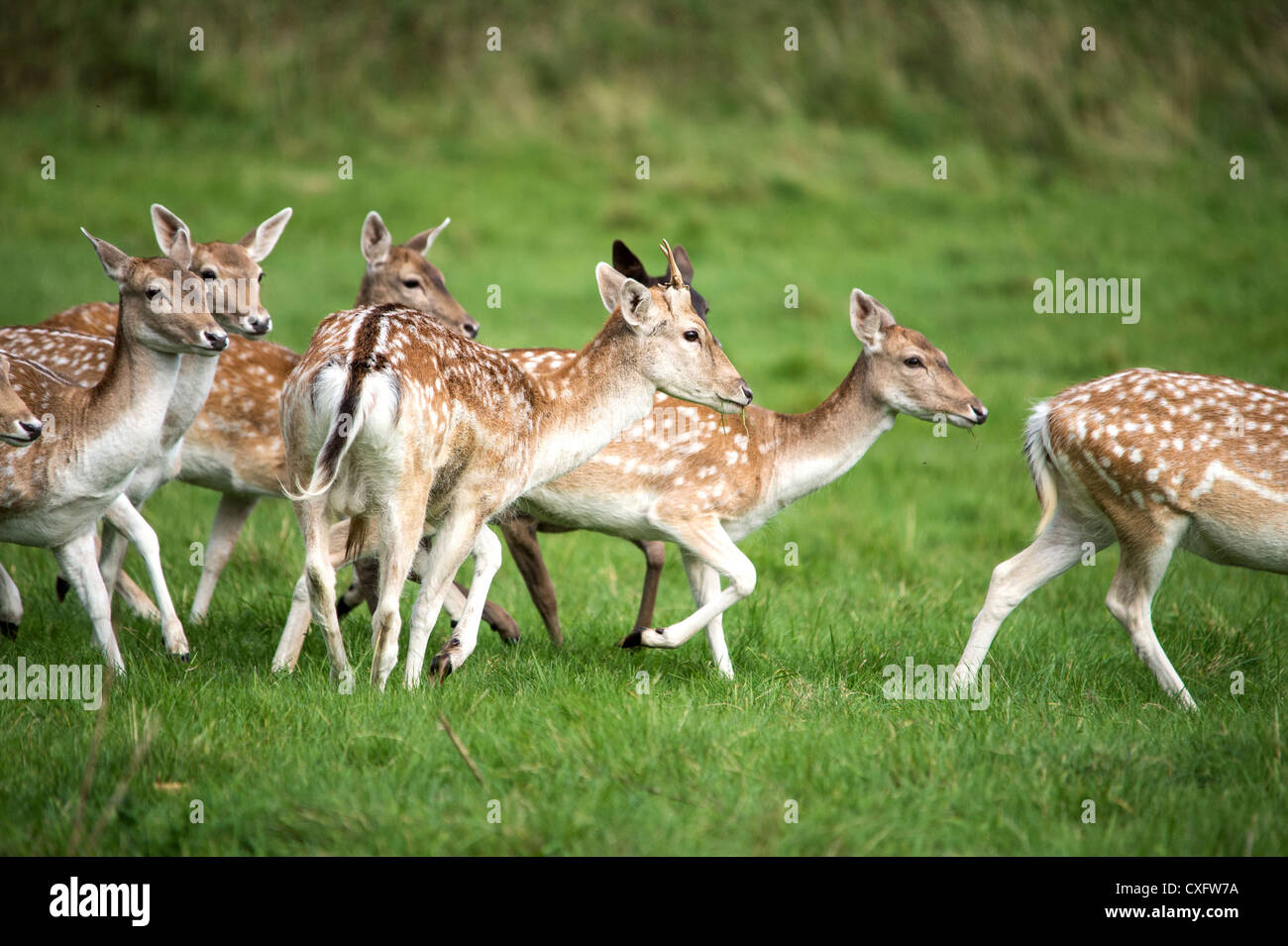 Fallow deer herd hi-res stock photography and images - Alamy