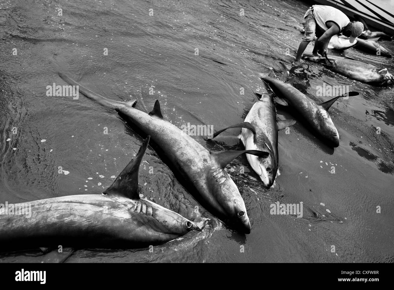 Finned sharks hi-res stock photography and images - Alamy