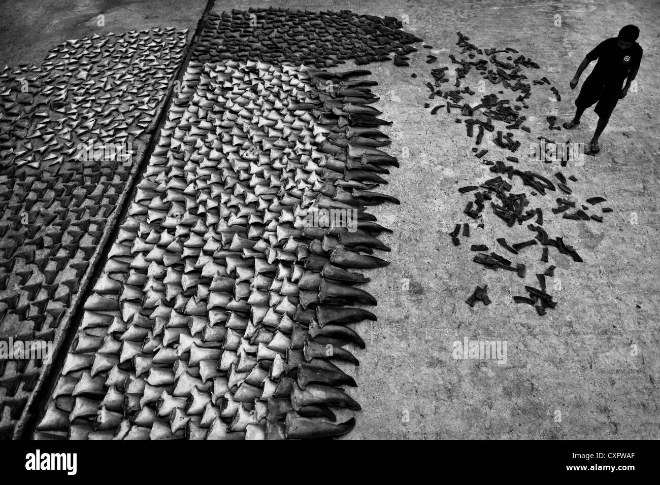 Hundreds of shark fins dry in the sun at a processing plant in Manta ...