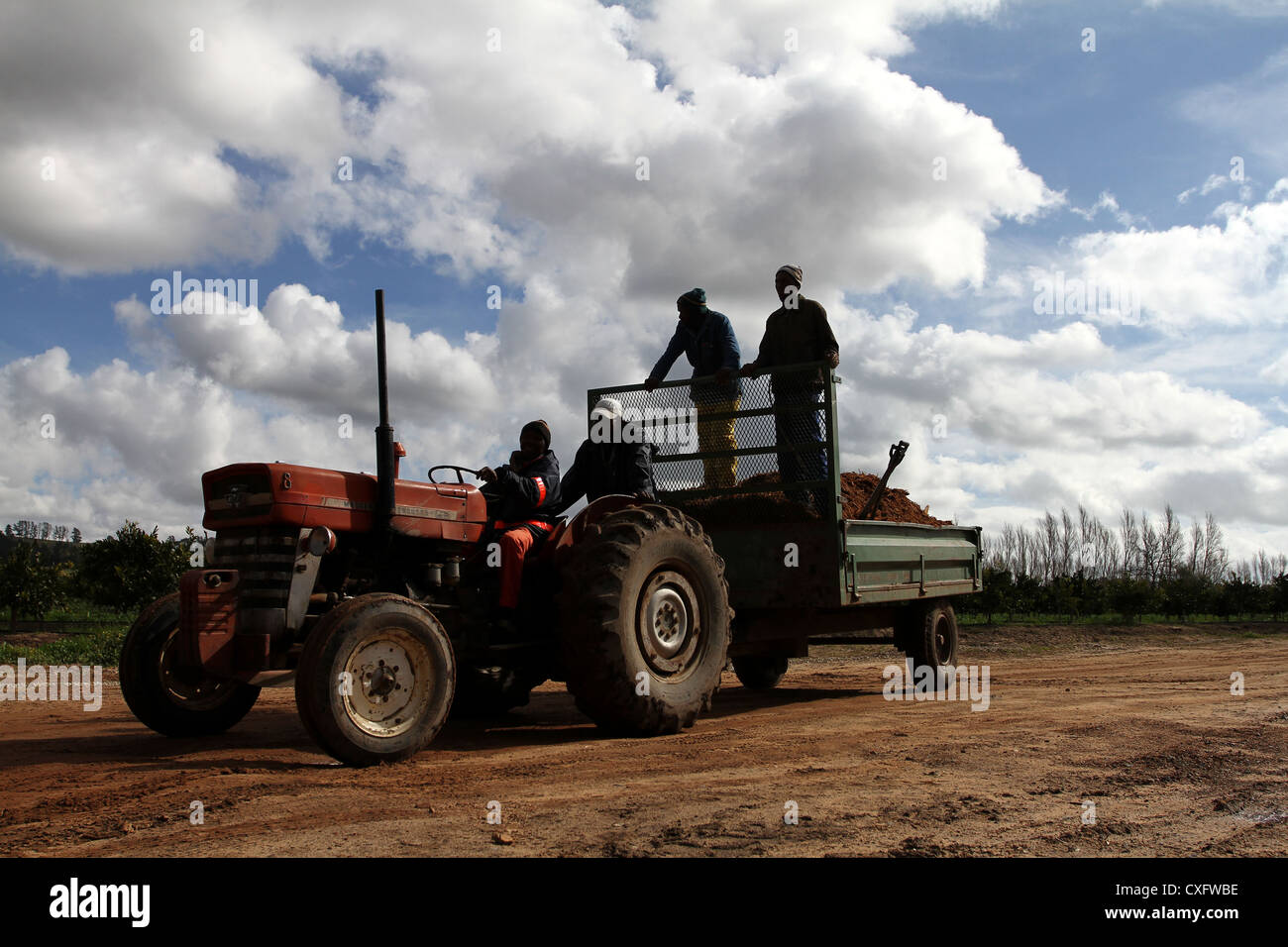 Farm labourers transport compost on a tractor and trailer wagon ...