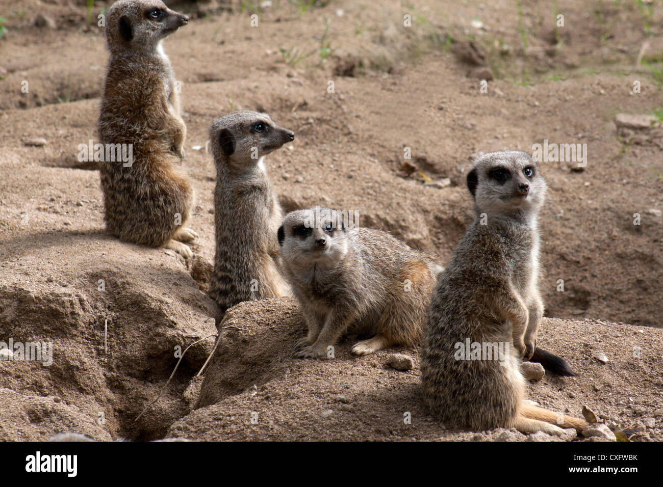 Mob of Four Meerkats Stock Photo - Alamy