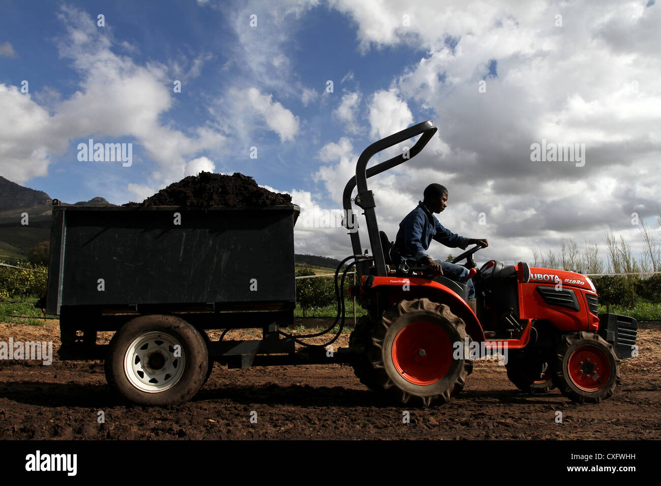Farm labourers transport compost on a farm, Stellenbosch, South Africa ...