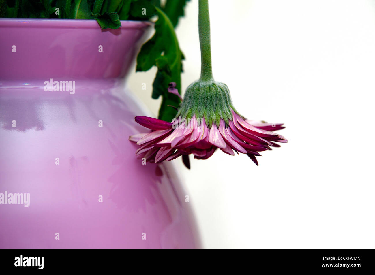 Wilting flower hi-res stock photography and images - Alamy