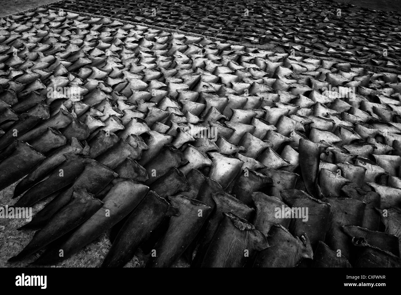 Shark Finning Process