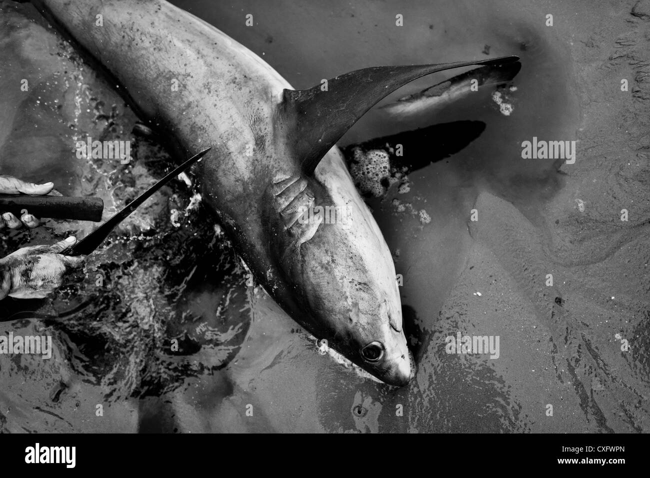 A dead thresher shark is being finned by a fisherman on the beach of ...