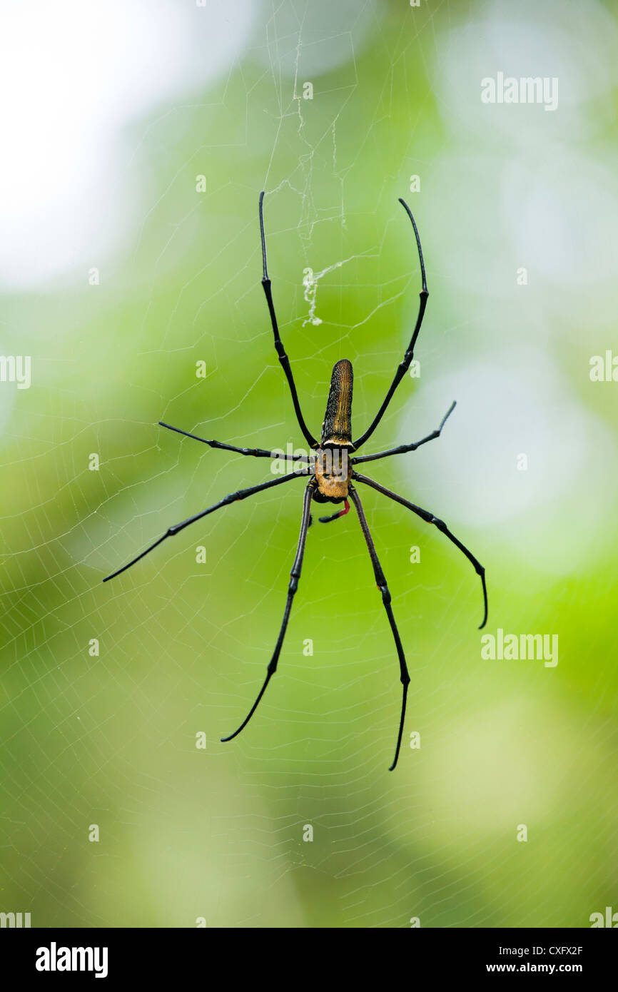 Spider in Kinabatangan, Borneo Stock Photo - Alamy