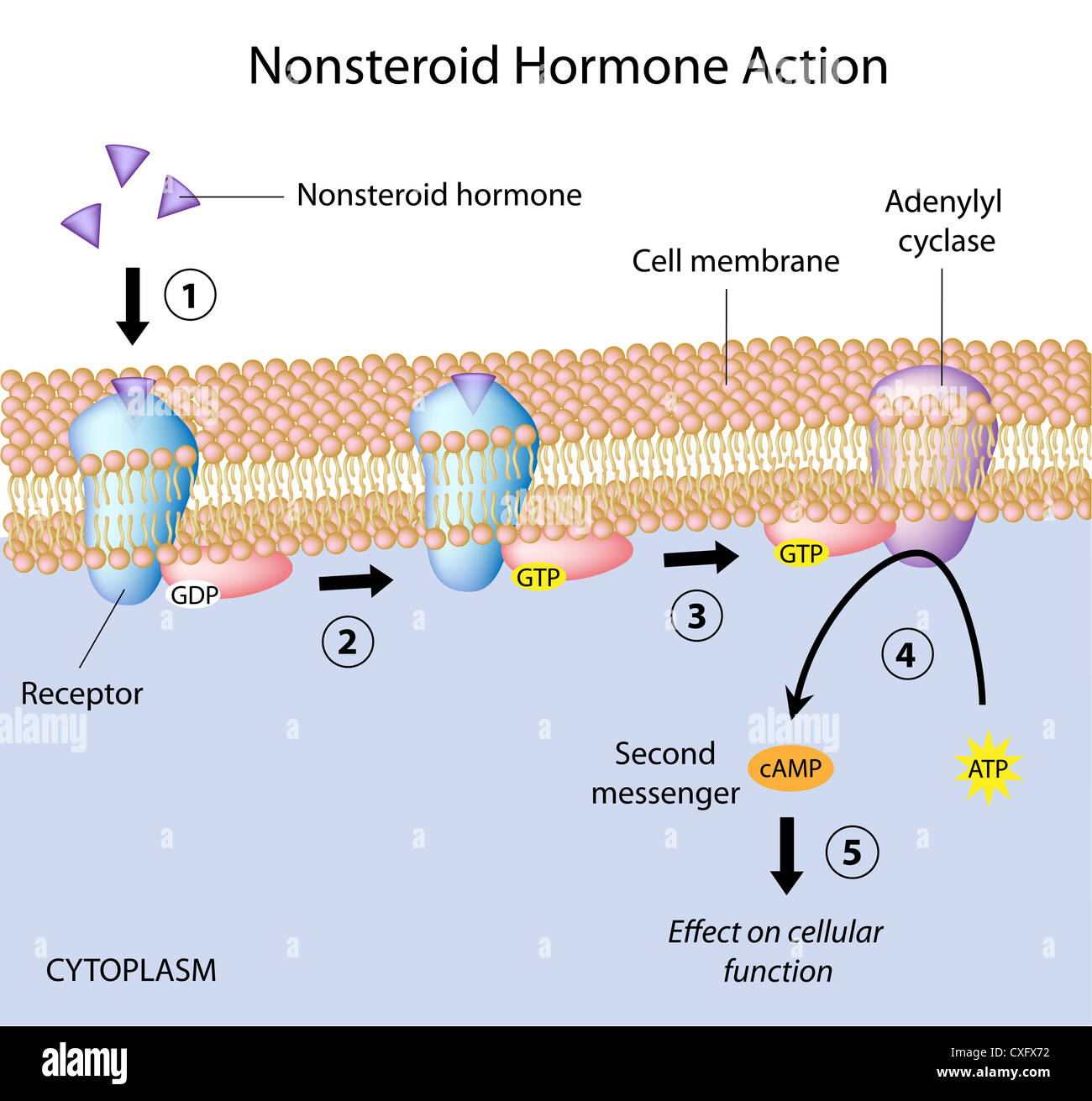 Hormones human cells hi-res stock photography and images - Alamy