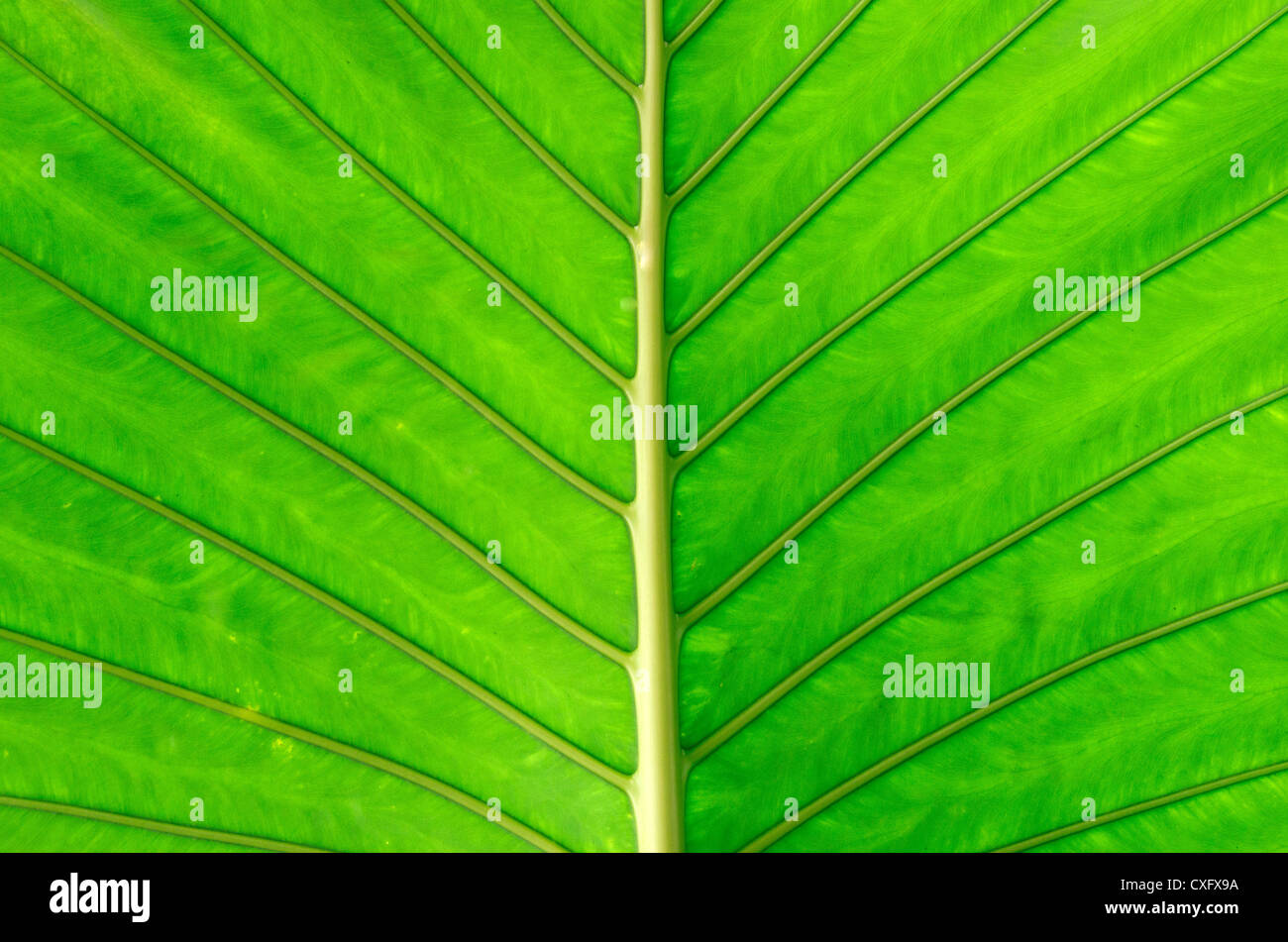 leaf of a plant close up Stock Photo - Alamy