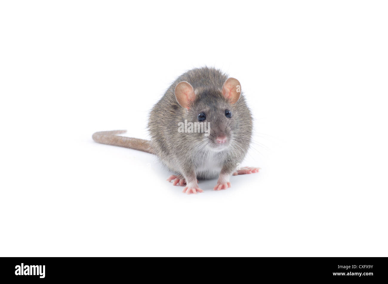 rat isolated on white background Stock Photo - Alamy