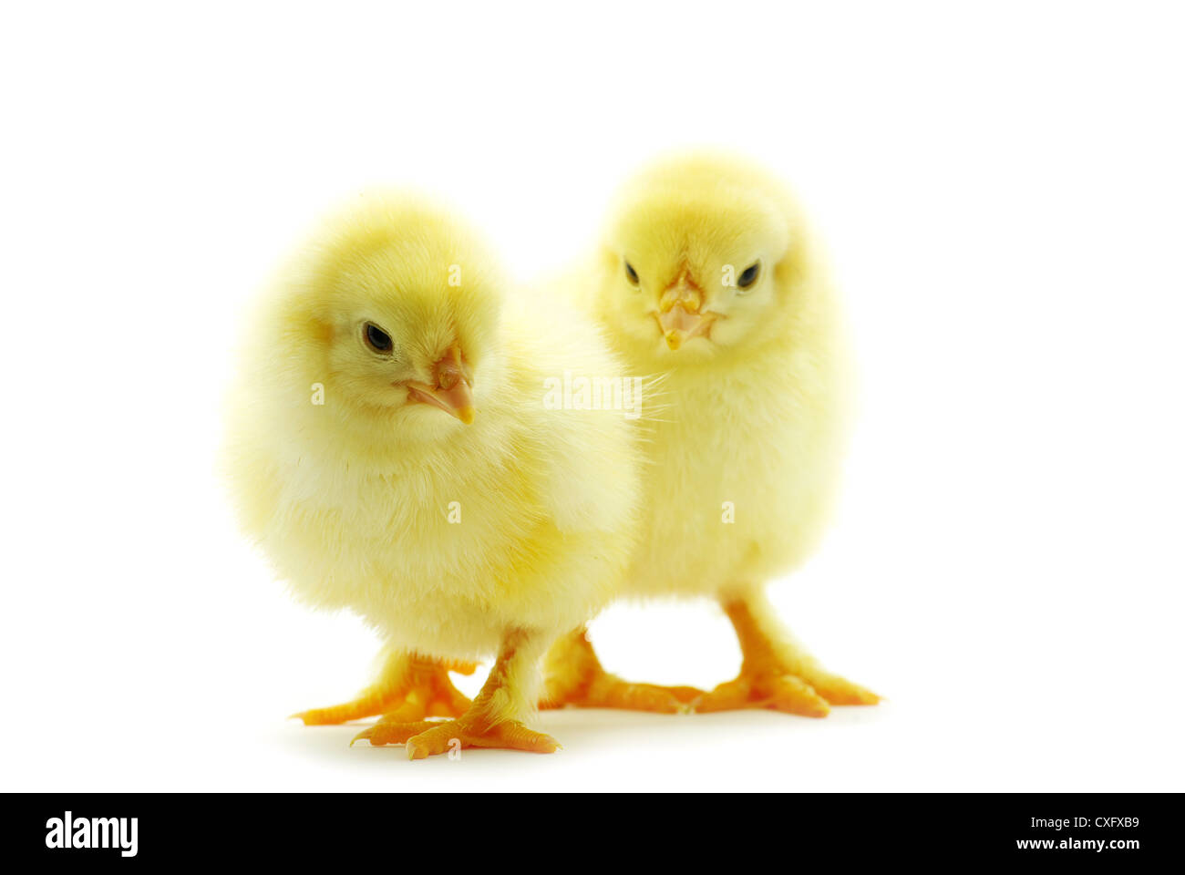 Cute little baby chicken isolated on white background Stock Photo - Alamy