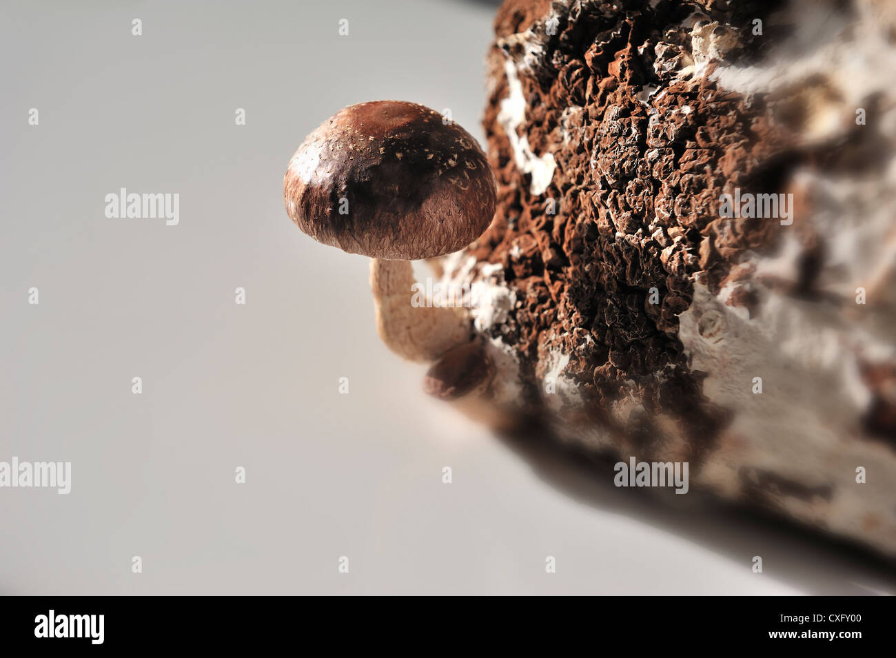 Shiitake (Lentinula edodes) Mushrooms Stock Photo - Alamy