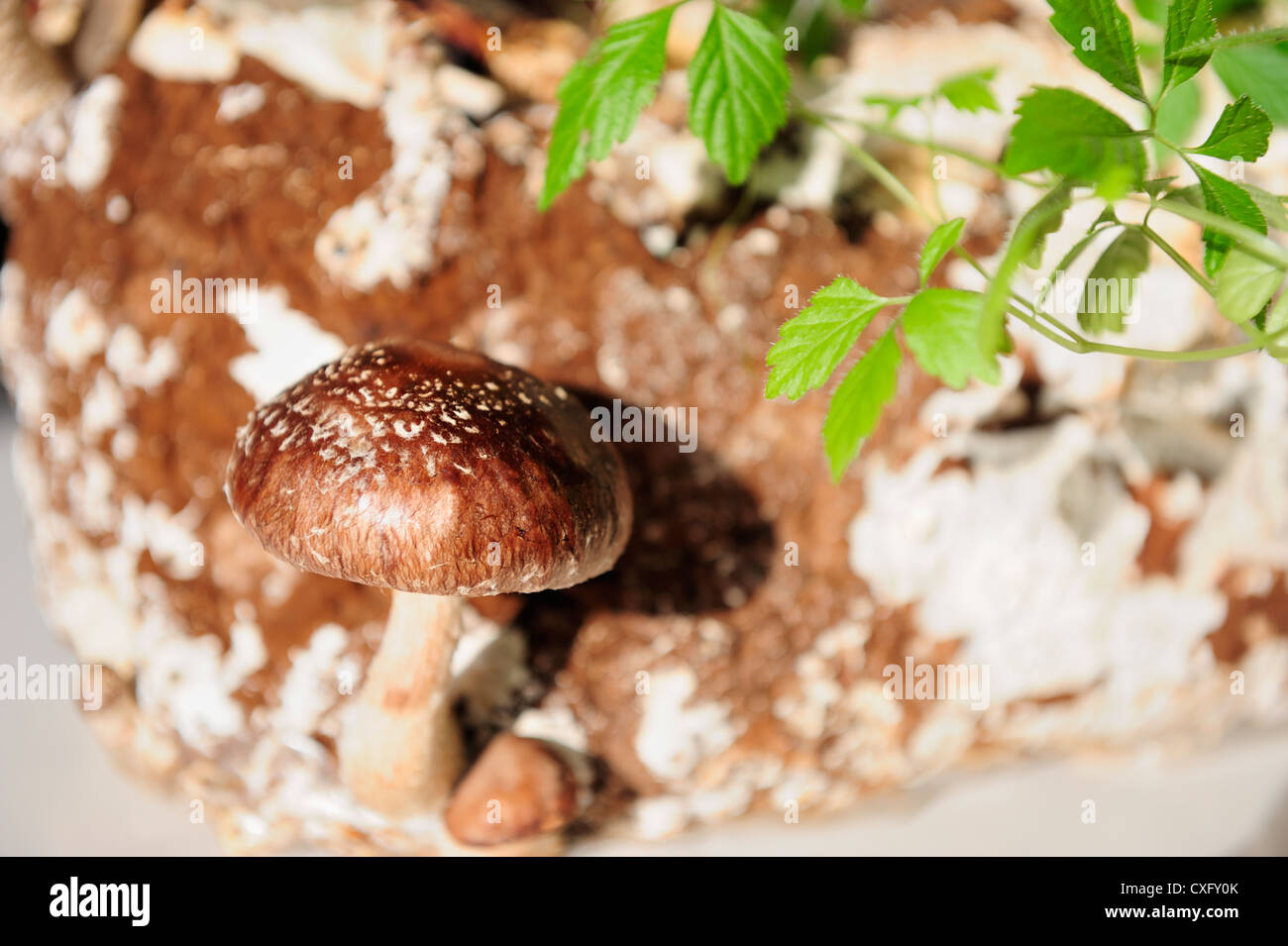 Shiitake (Lentinula edodes) Mushrooms Stock Photo - Alamy