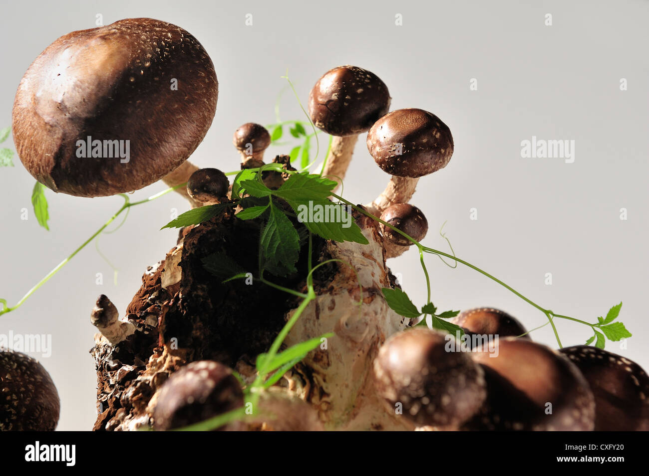 Shiitake (Lentinula edodes) Mushrooms Stock Photo - Alamy