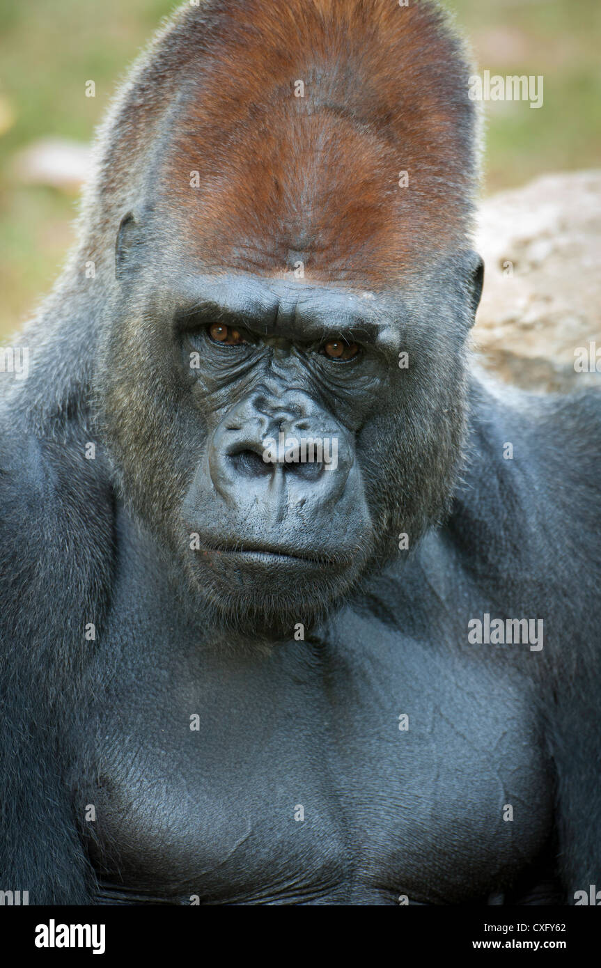 Gorilla chest hi-res stock photography and images - Alamy