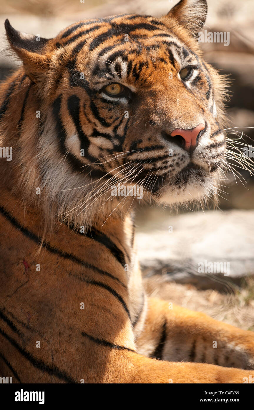 Sumatran Tiger Face High Resolution Stock Photography and Images - Alamy