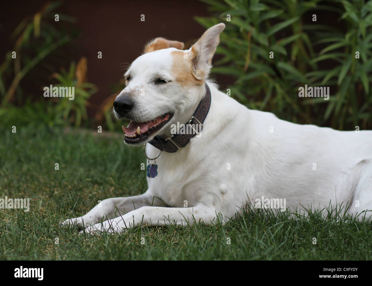 A happy dog, smiling Stock Photo - Alamy