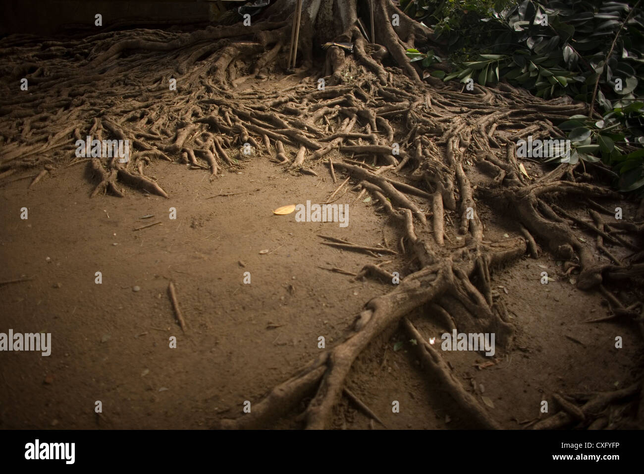 Tree roots in Oaxaca, Mexico, July 12, 2012 Stock Photo - Alamy