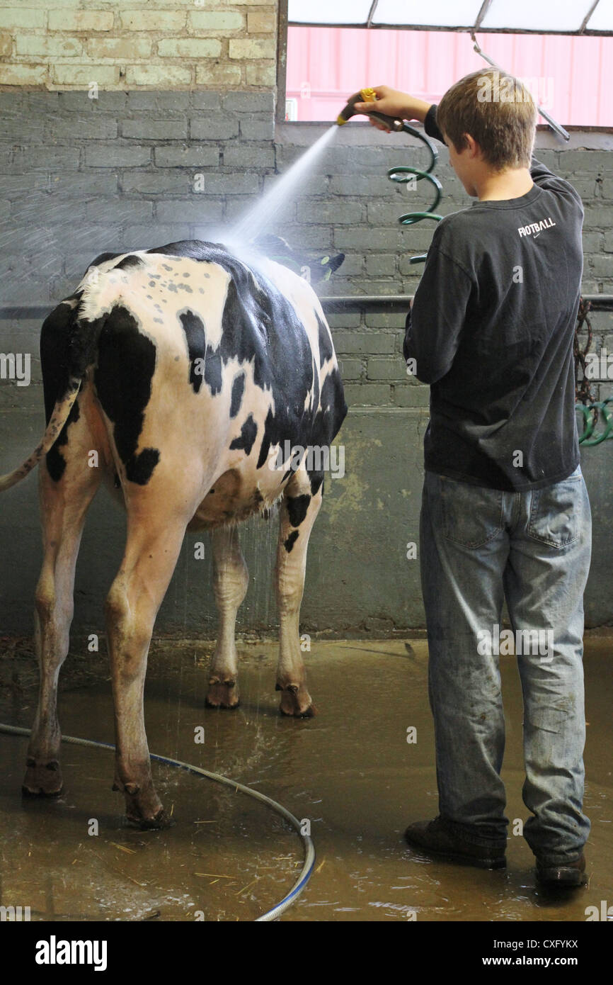 Washing Cow High Resolution Stock Photography and Images - Alamy
