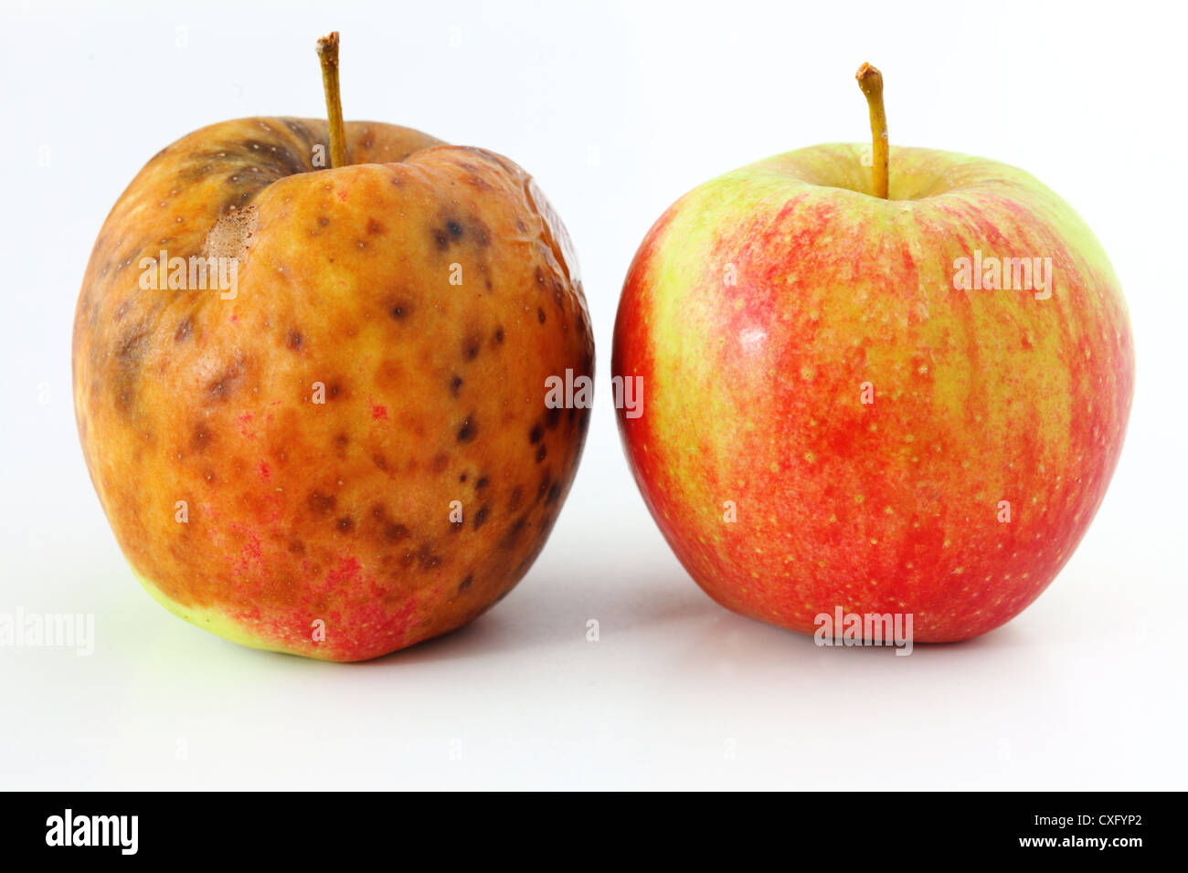 spoiled one bad red apple on white background Healthy and rotten apples ...