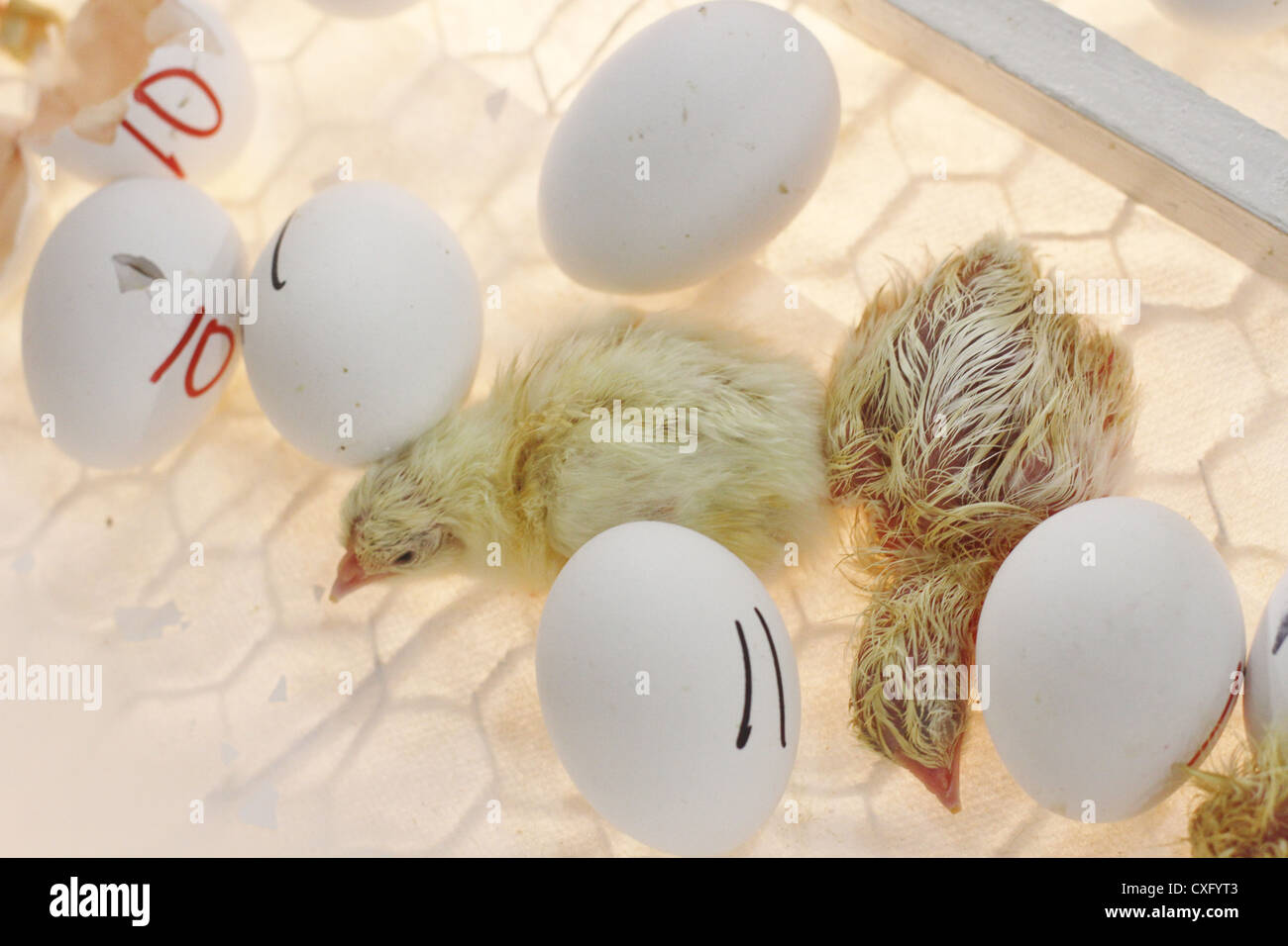 What To Do When Baby Chicks Hatch In Incubator at Declan Thwaites blog