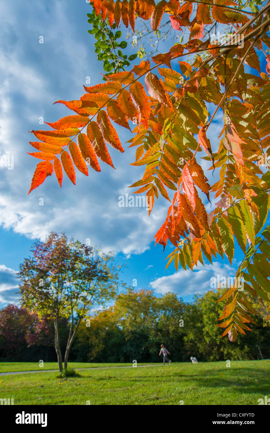 Fall leaves changing colour on a tree Stock Photo - Alamy
