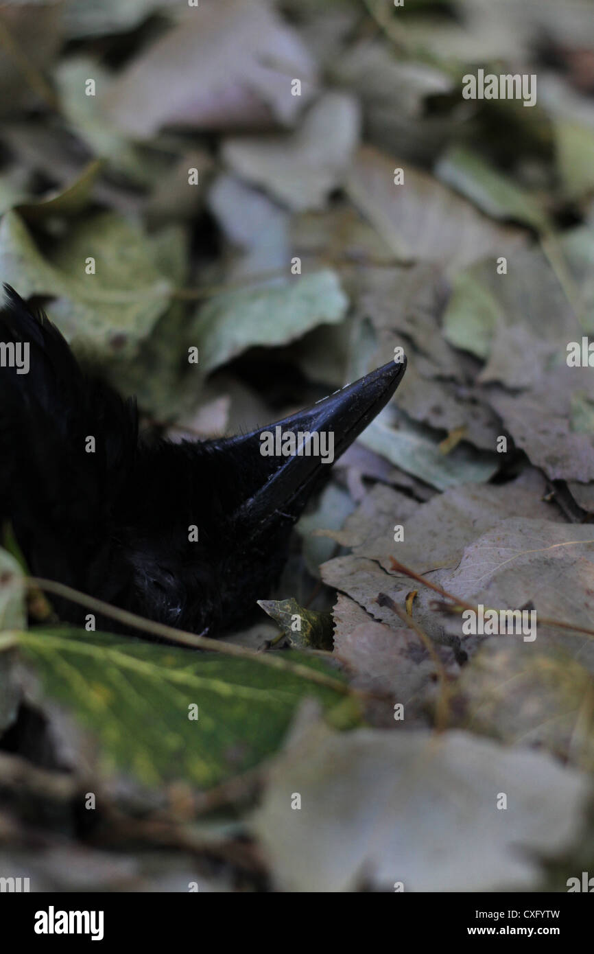Dead crow hi-res stock photography and images - Alamy
