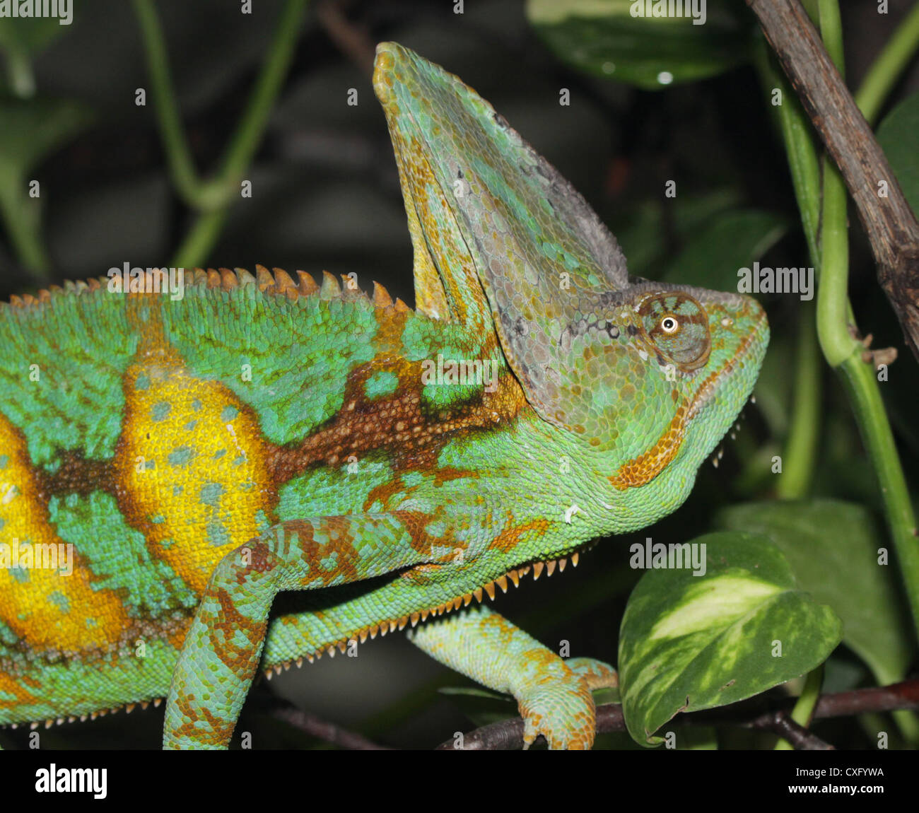 Veiled chameleon hi-res stock photography and images - Alamy