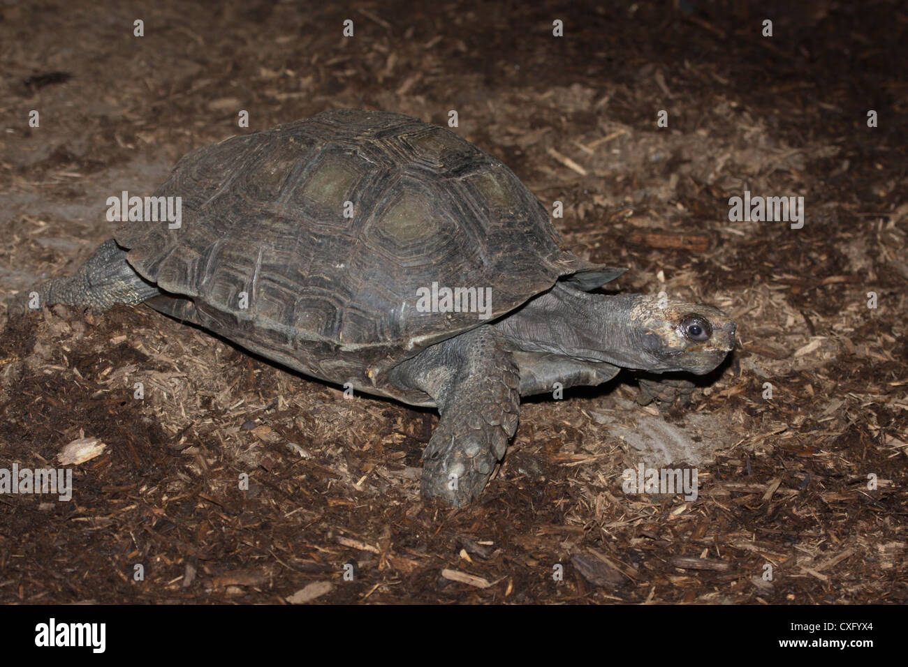 Asian Brown Tortoise Stock Photo - Alamy