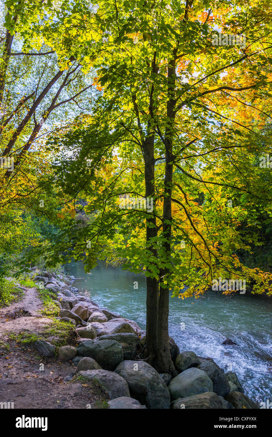 Autumn tree beside a river Stock Photo - Alamy