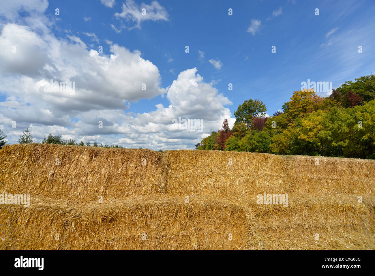 Bails hi-res stock photography and images - Alamy