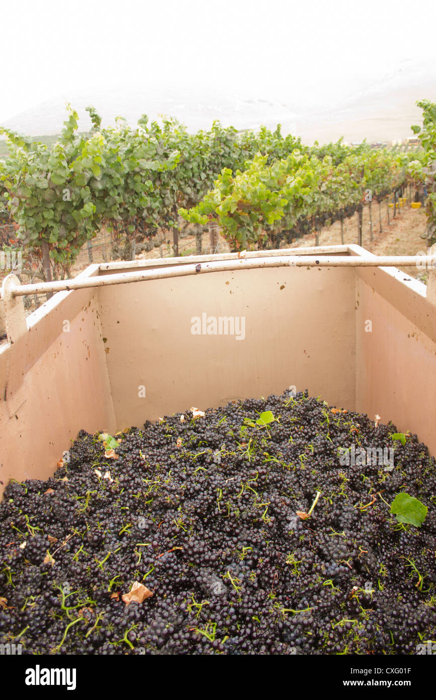 Grapes in storage hi-res stock photography and images - Alamy