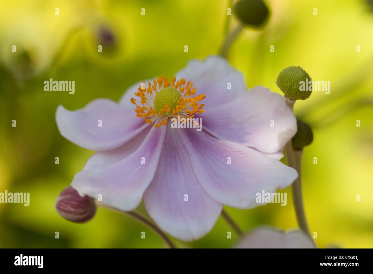 Japanese buttercup hi-res stock photography and images - Alamy
