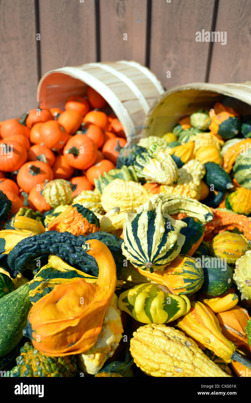 pumpkins and Gourds Stock Photo - Alamy