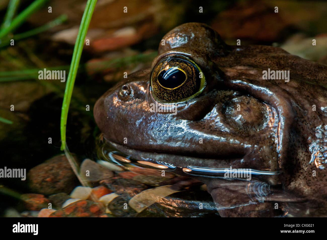 Close-up of an American Bullfrog Stock Photo - Alamy