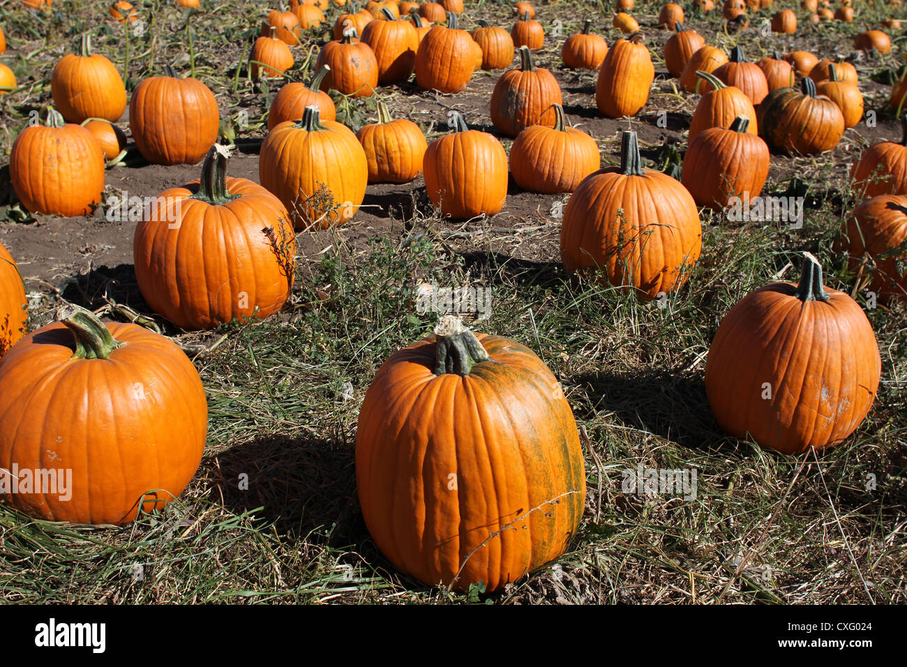 Pumpkins in a pumpkin patch Stock Photo - Alamy