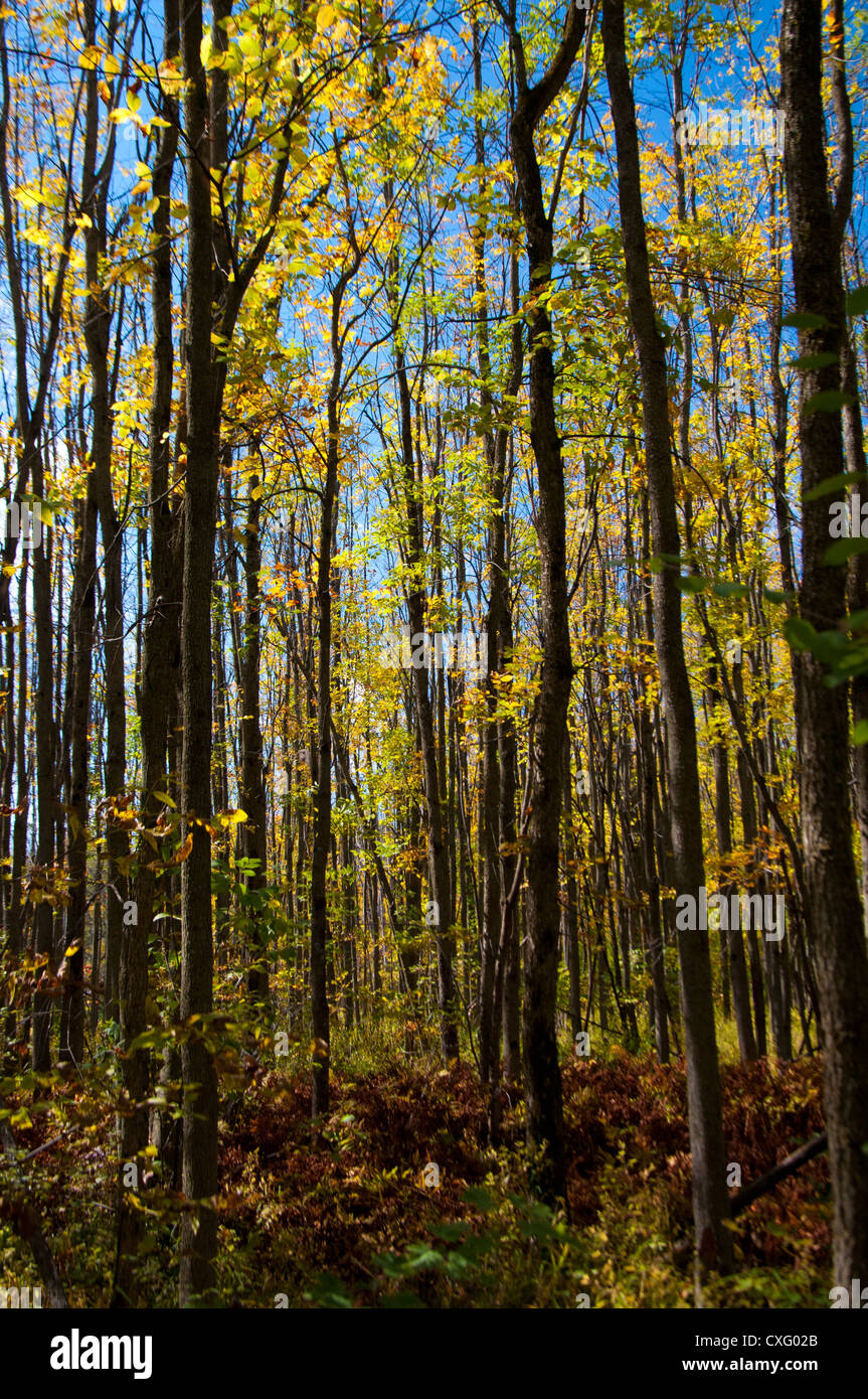Autumn trees on Ile Bizard in Quebec Stock Photo - Alamy